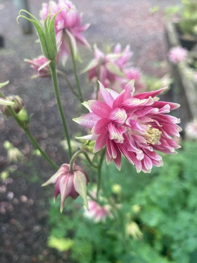 Aquilegia Nora Barlow — Loch Leven Nursery | Beautiful & Abundant ...