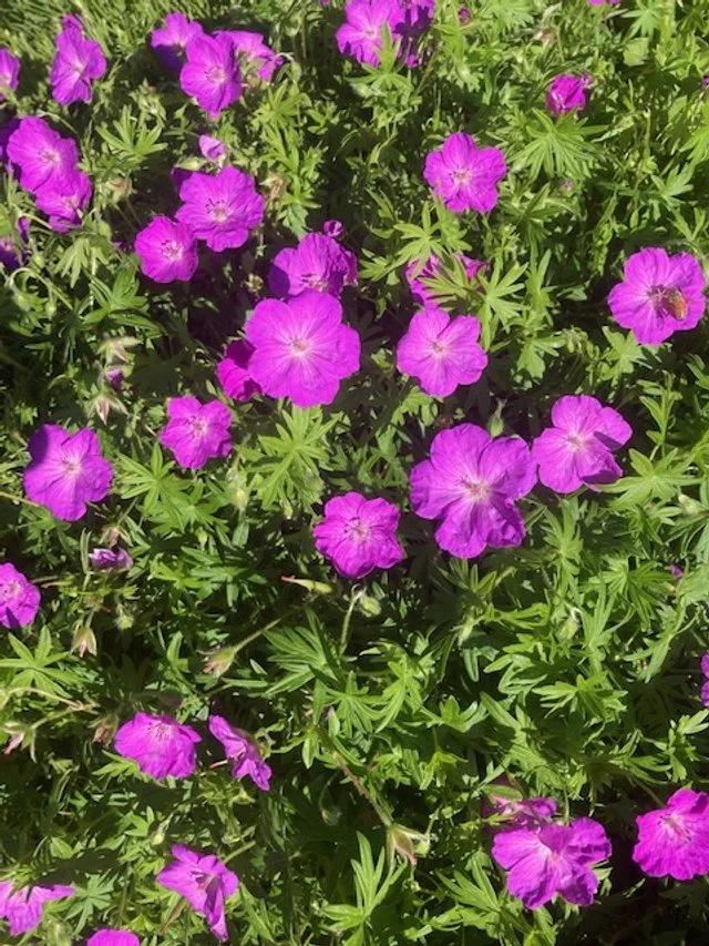 Geranium sanguineum — Loch Leven Nursery | Beautiful & Abundant Nursery ...