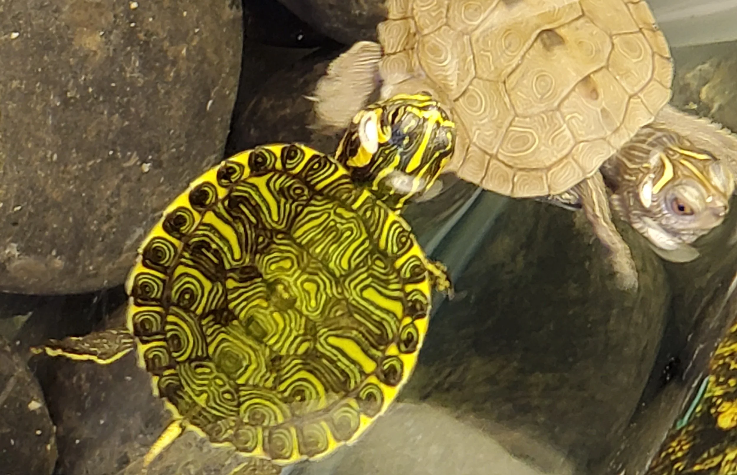 About — Turtle Treehouse