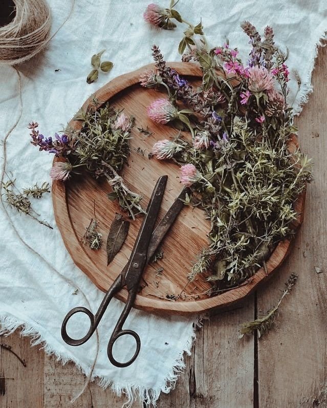 Workshops — The Wild Remedy