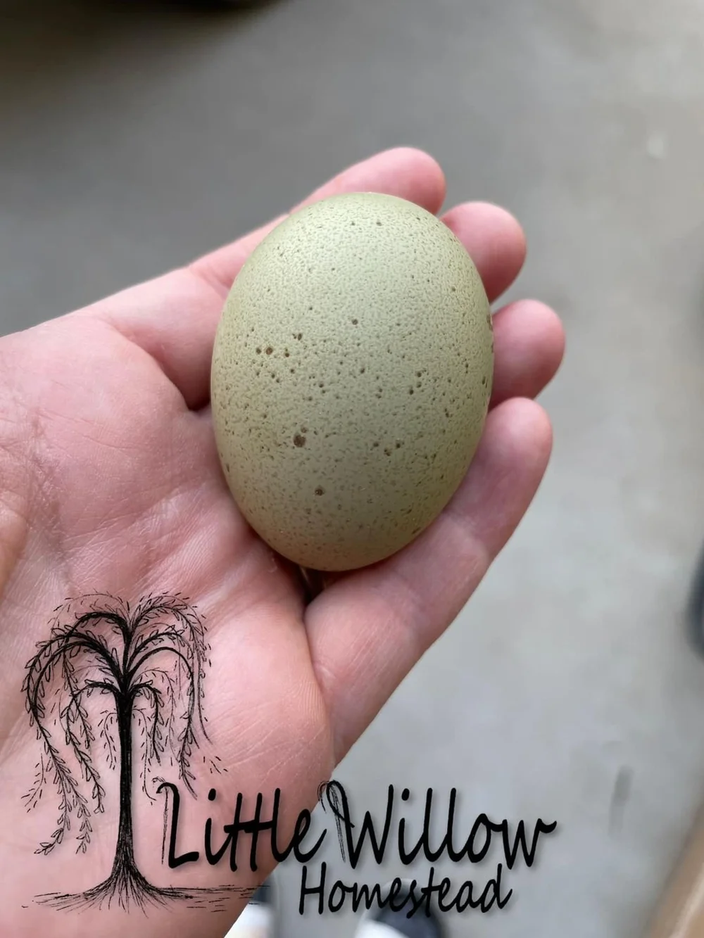 Order — Little Willow Homestead