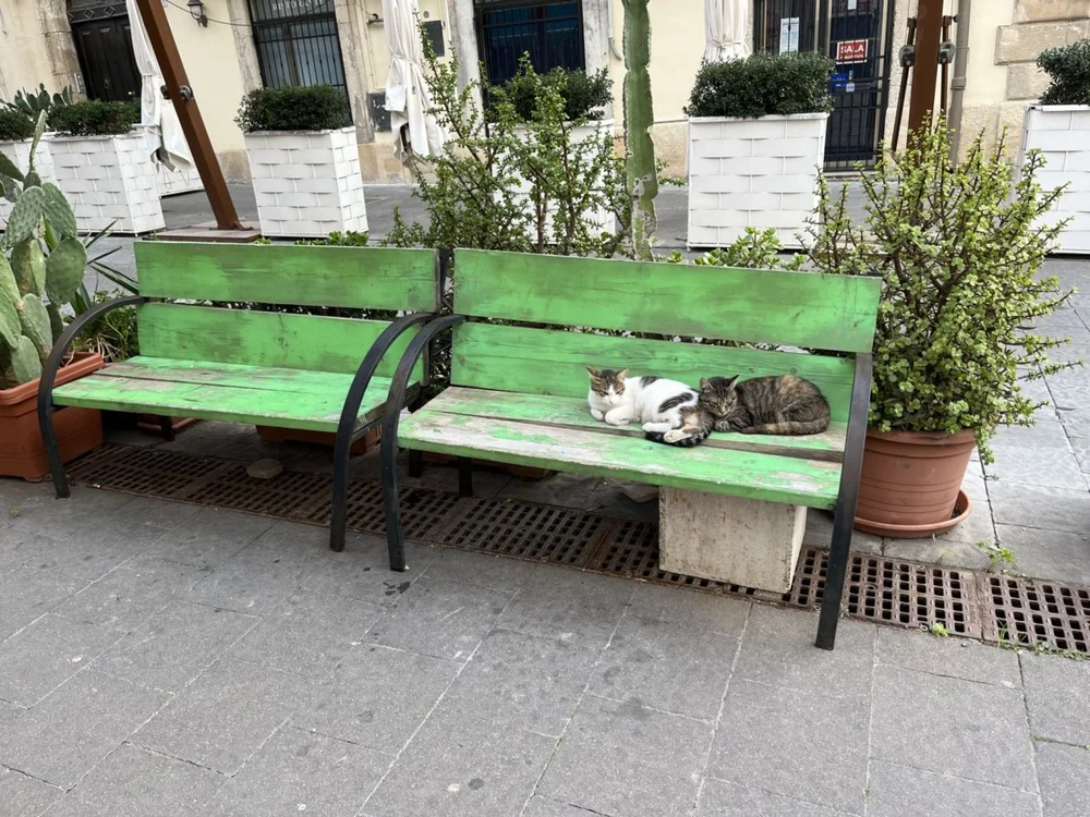 Animals — Adventures in Sicily