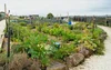 Pourewa Māra Kai comprises a māra kai, (food garden), a nursery for ...