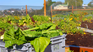 Pourewa Māra Kai comprises a māra kai, (food garden), a nursery for ...
