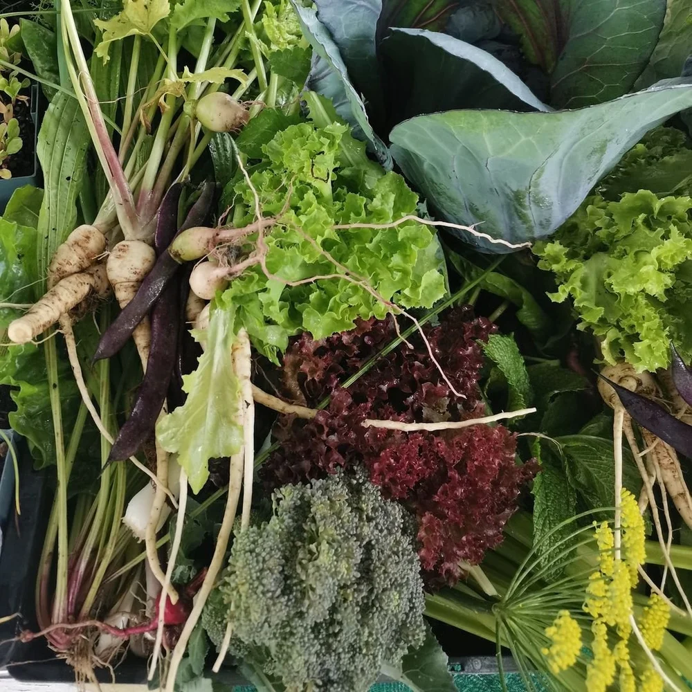 Tāmaki Urban Market Garden — Eastern Bays Sustainable Garden Trail