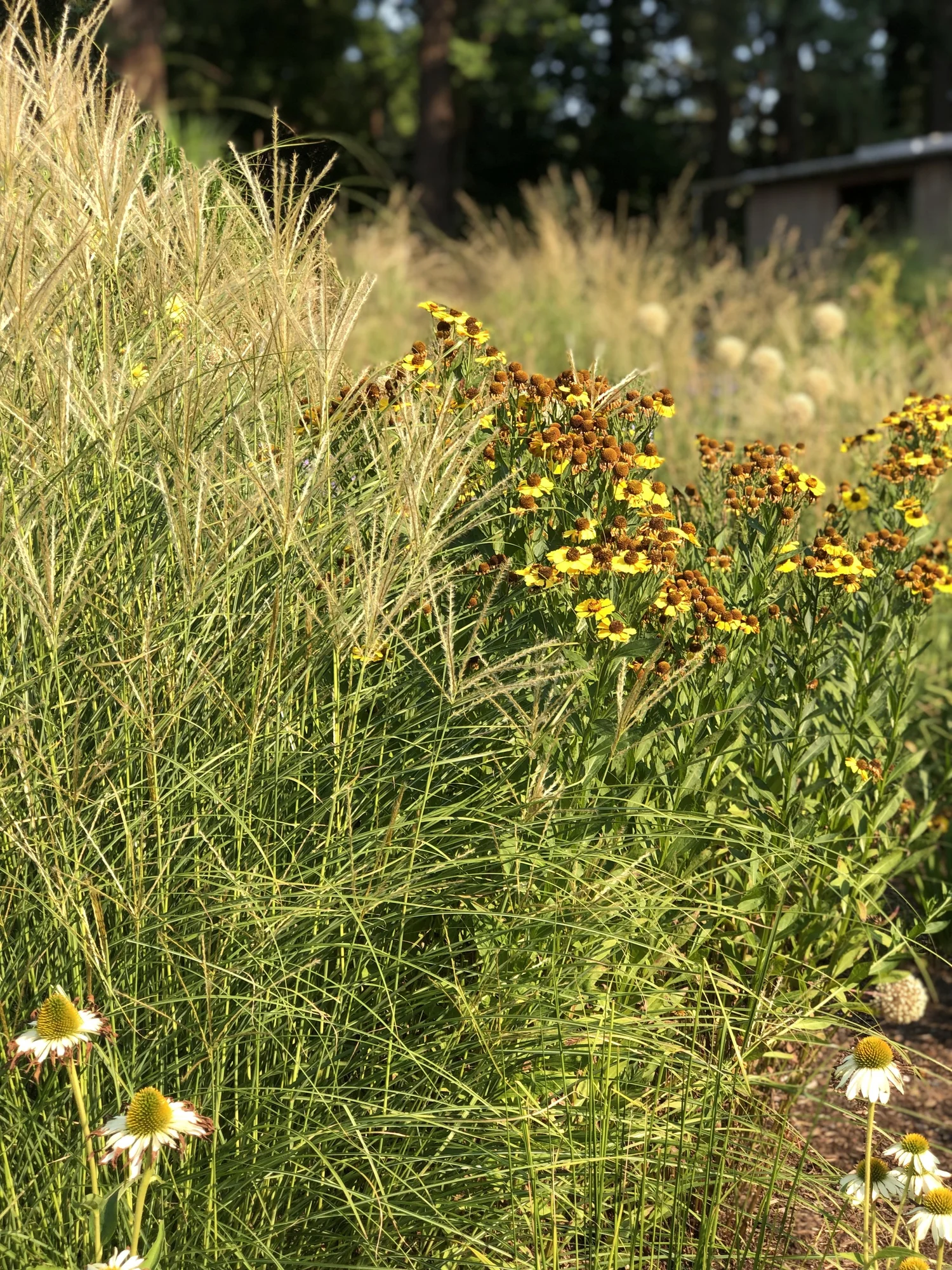 SKAPA, PLLC | Seattle Landscape Architecture Firm