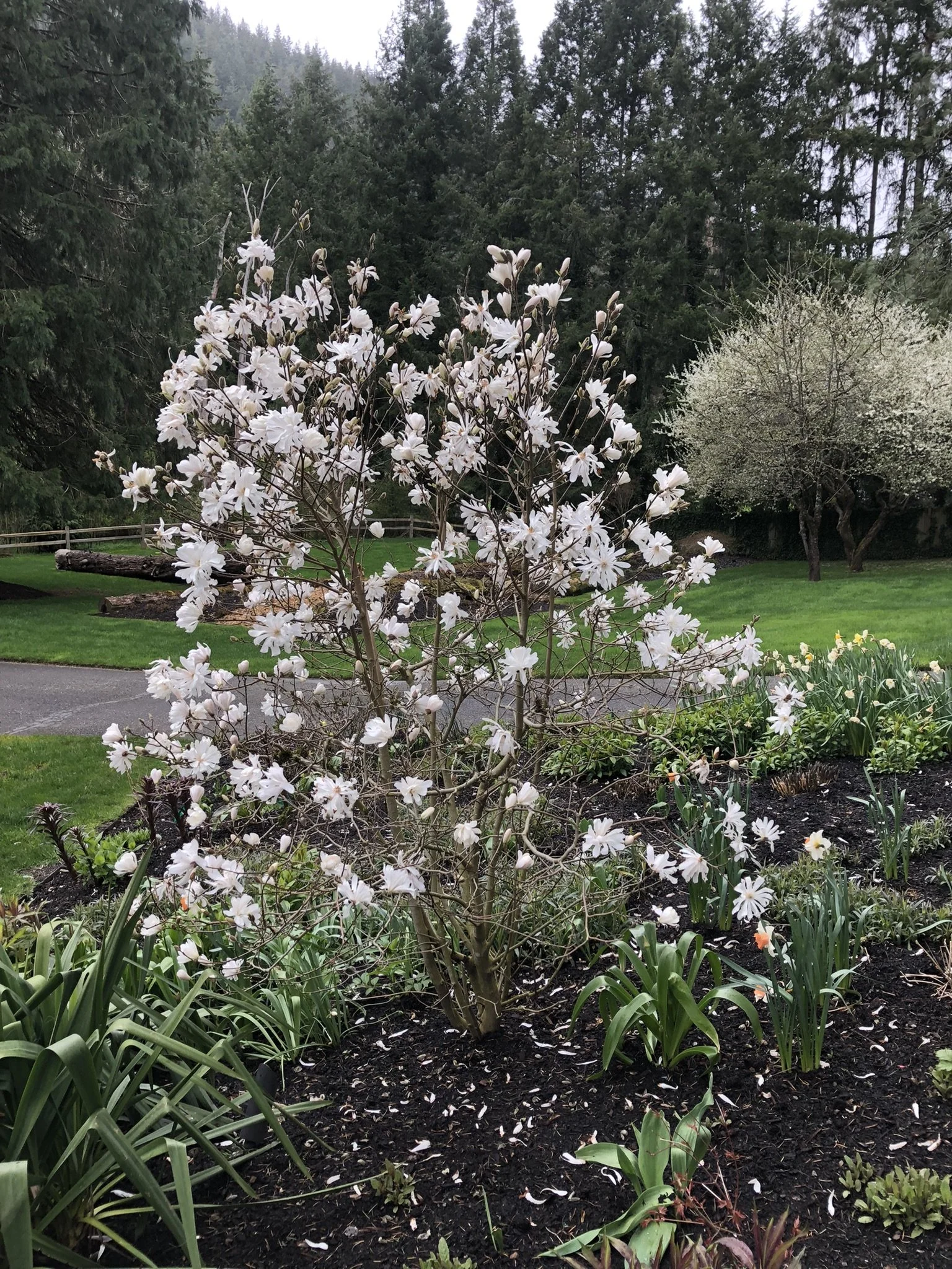 Private Collections | Seattle Landscape Architecture Firm — Skapa, PLLC.