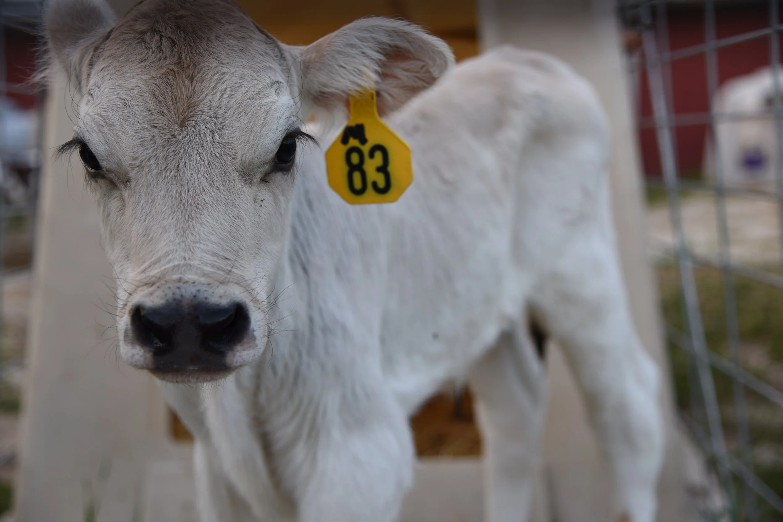 Mayer Farms Beef | Quality Beef | Slinger, WI