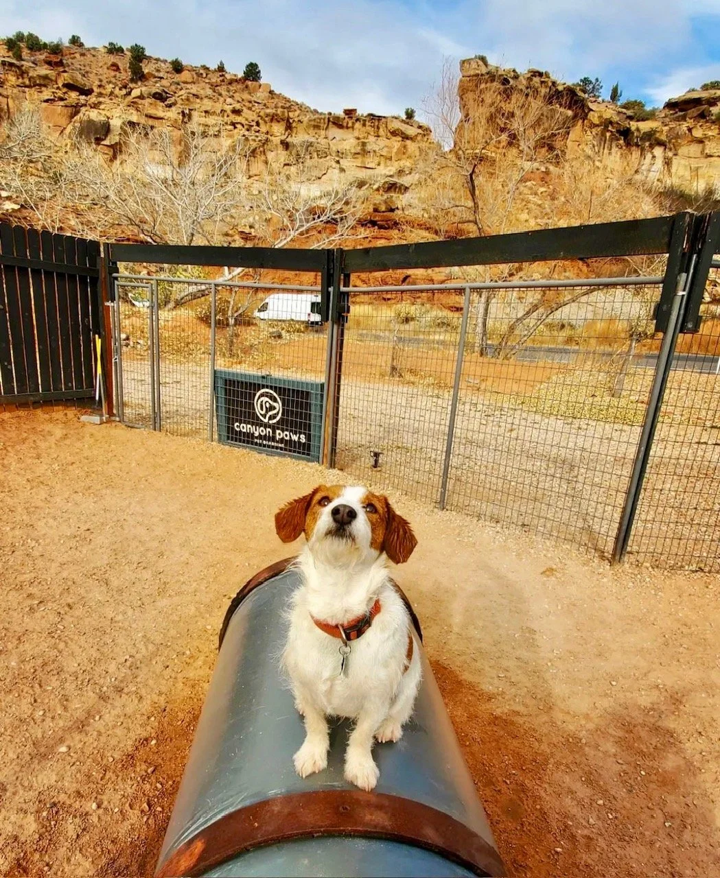 Canyon Paws
