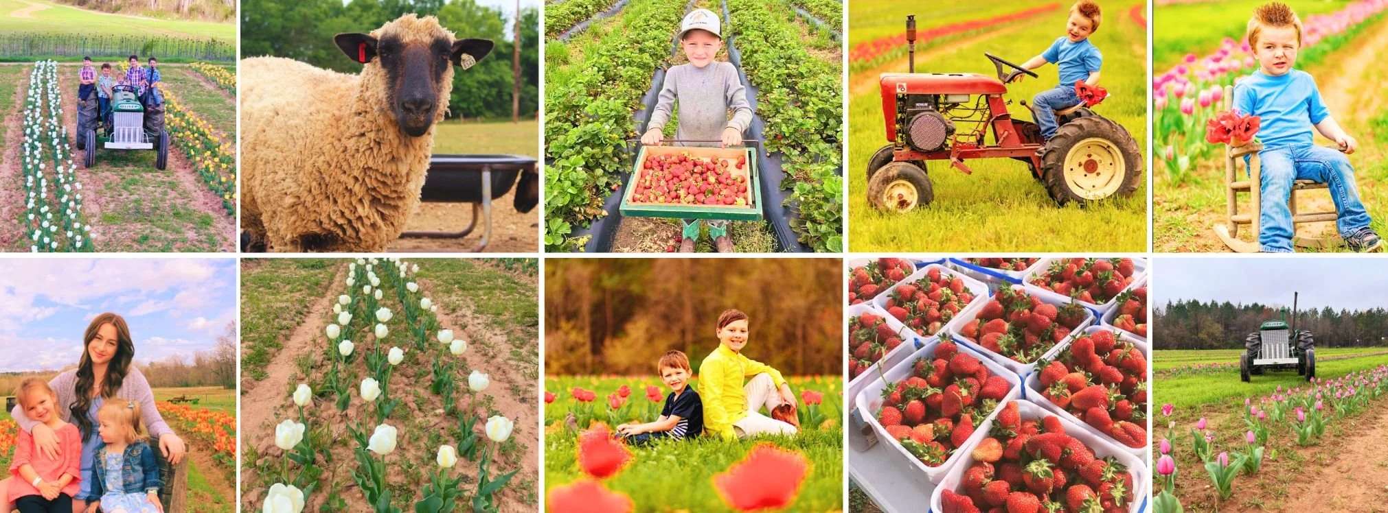 Armstrong Artisan Farm | Tulip Festival, Strawberry Patch, Corn Maze ...