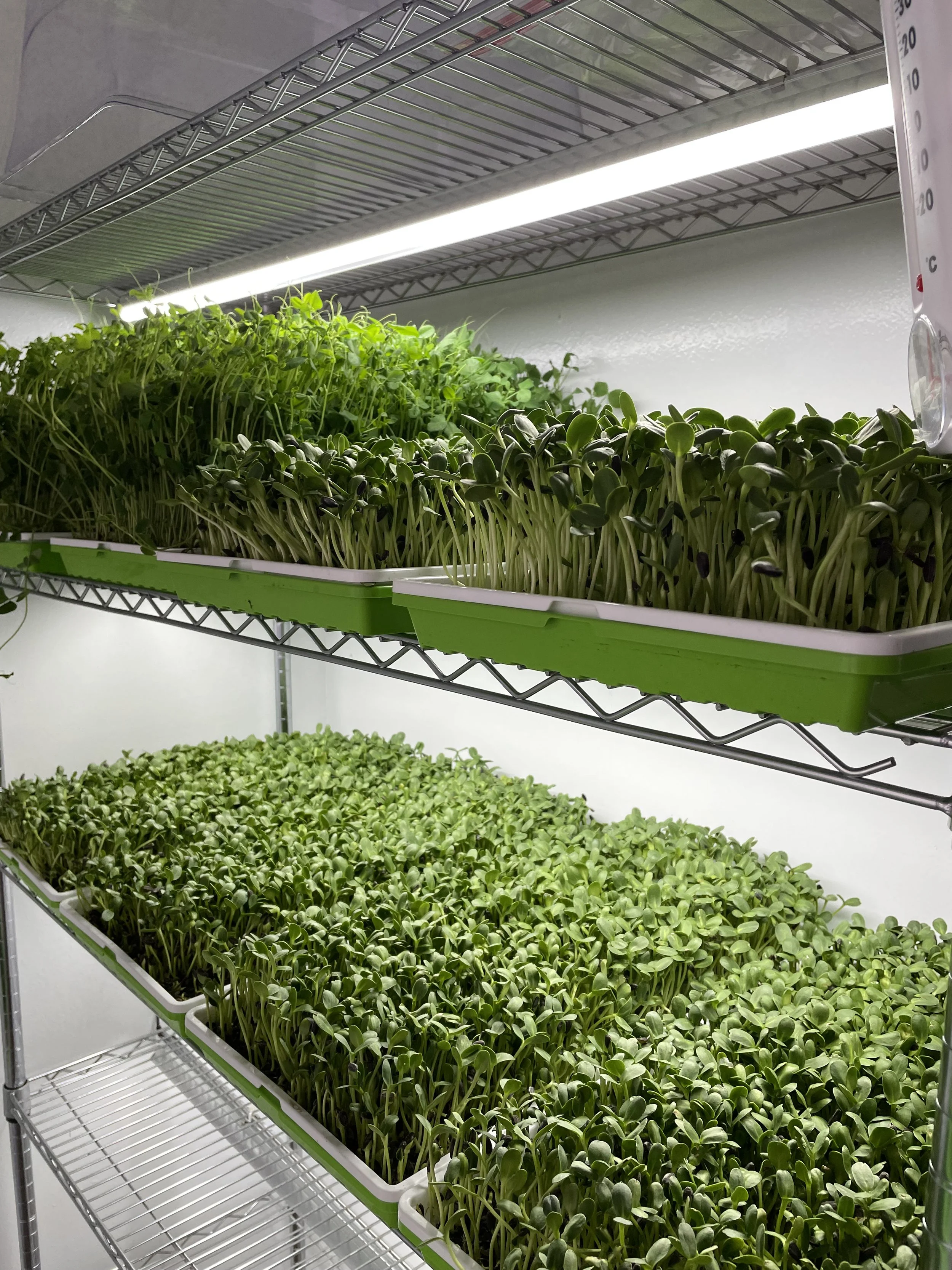 Bulk Sprouts — Sprouts Alive