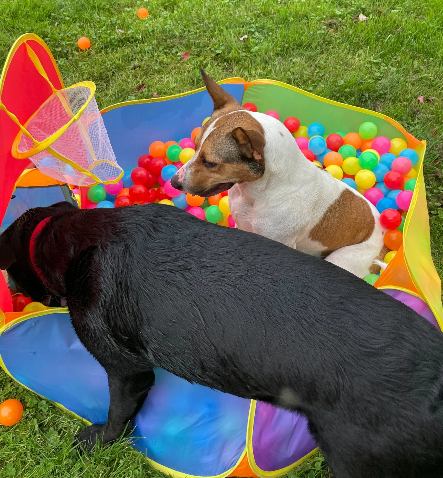 People — Bark and Breakfast
