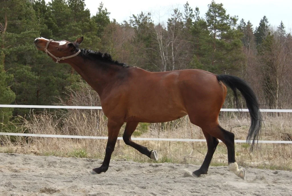 The poll – what can go wrong? — The Functional Horse