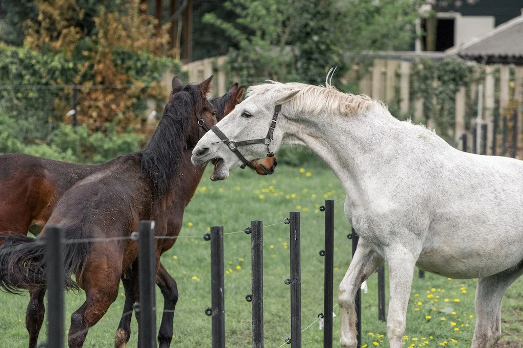 Horses in pain: recognising red flags — The Functional Horse