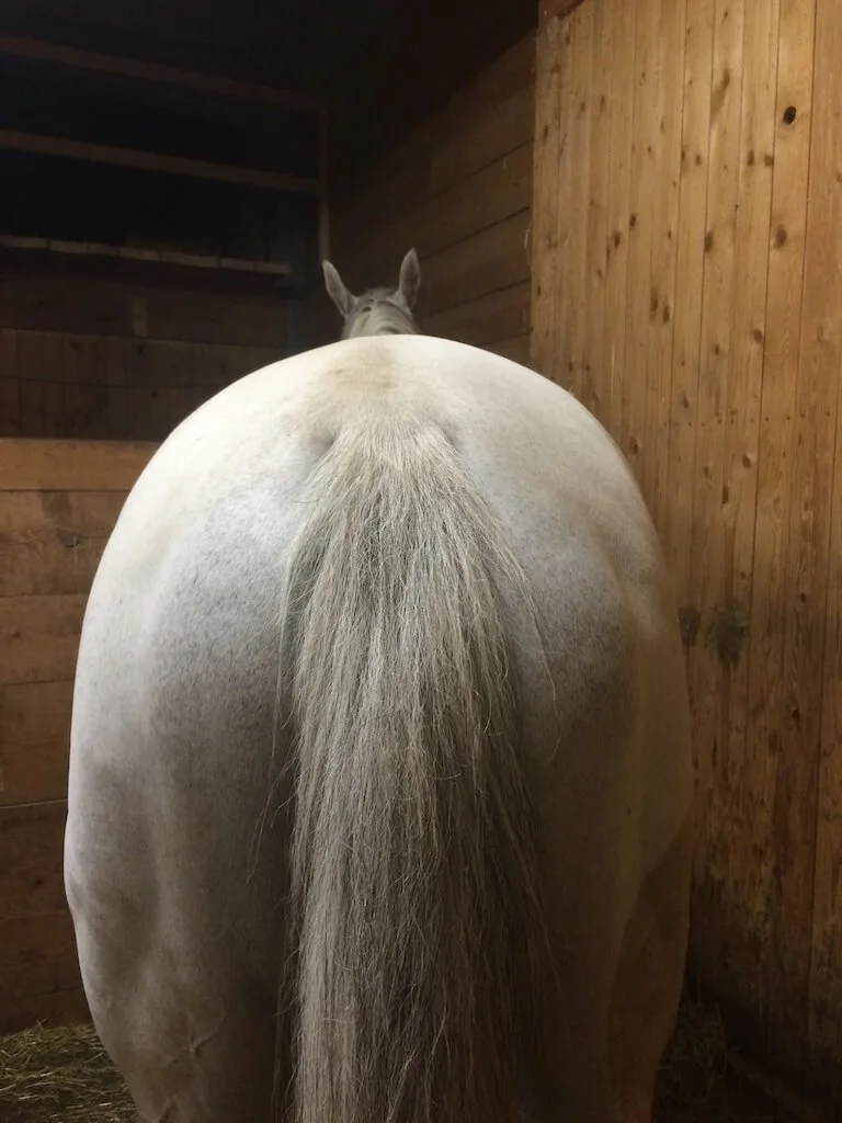 Five signs of hind end dysfunction — The Functional Horse