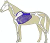 Taking care of the ribcage — The Functional Horse