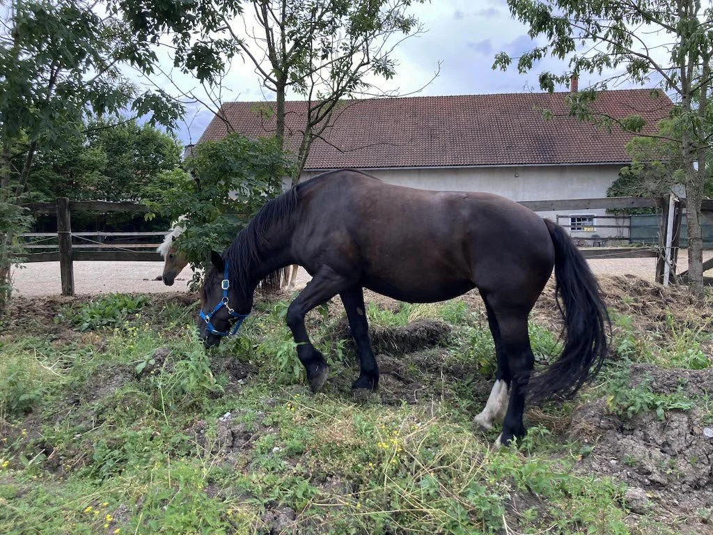 5 ways to improve posture — The Functional Horse