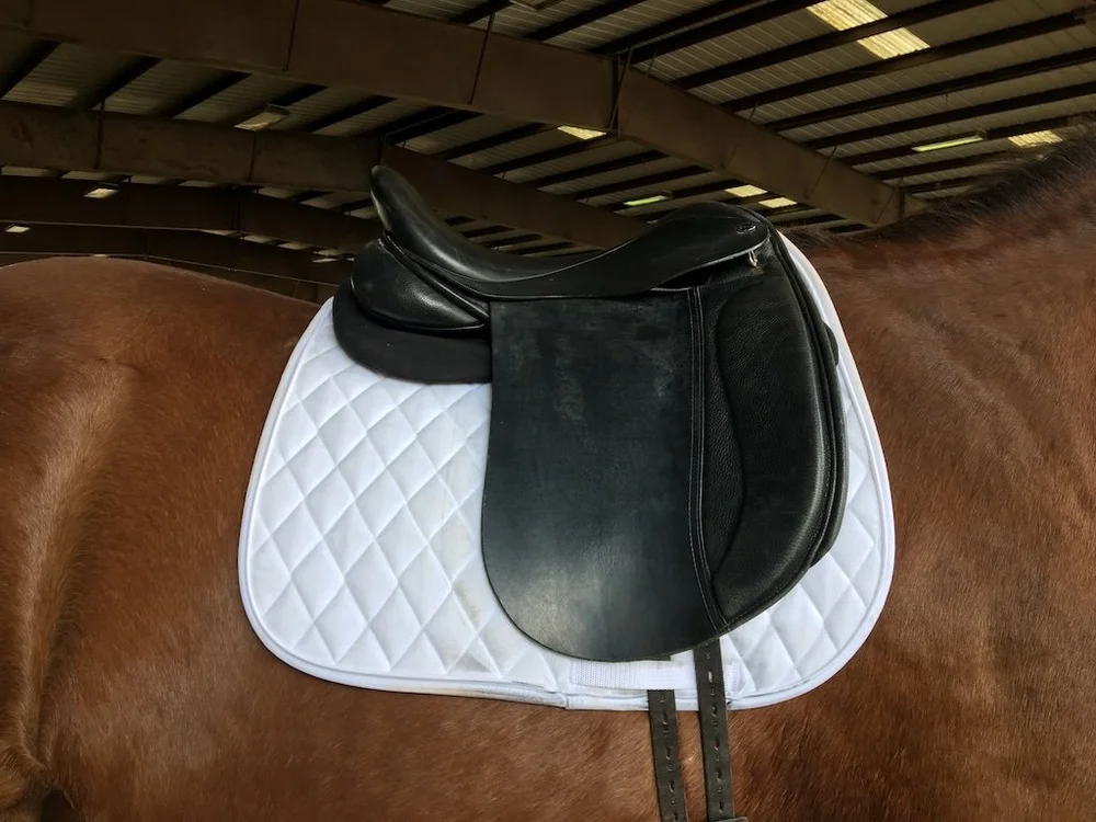 How often should you get your saddle checked? — The Functional Horse