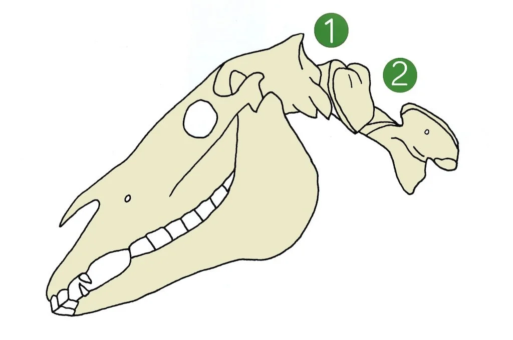 The poll – form and function — The Functional Horse