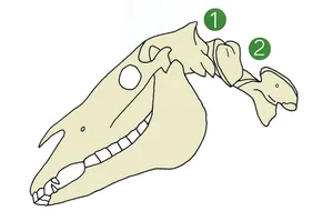 The poll – form and function — The Functional Horse
