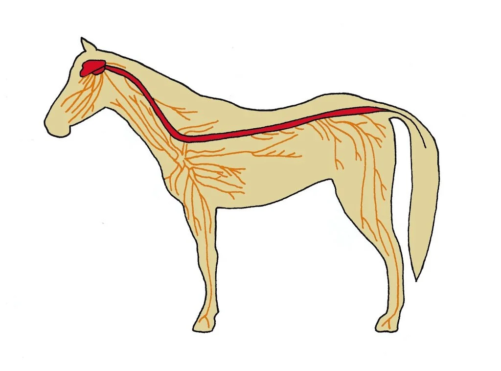 Neuropathic pain – what is it and why it matters — The Functional Horse