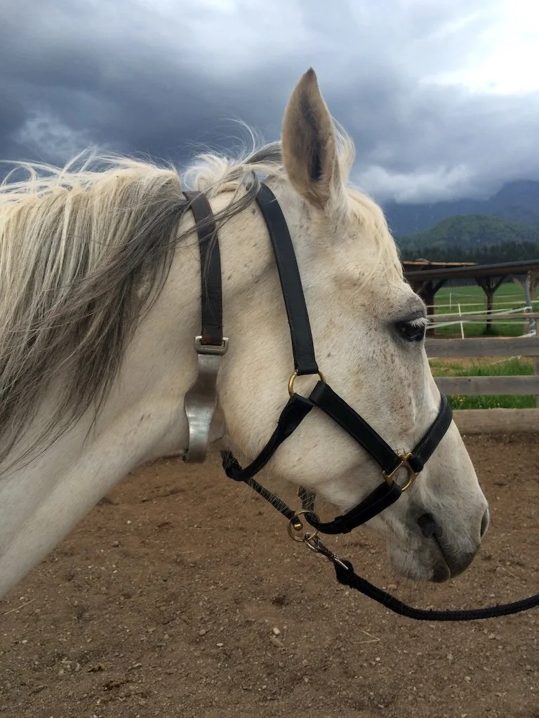 Why cribbing collars aren't the answer — The Functional Horse