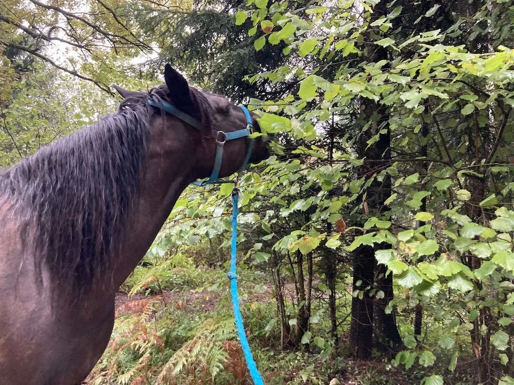 Passive physiotherapy – variable feeding positions — The Functional Horse