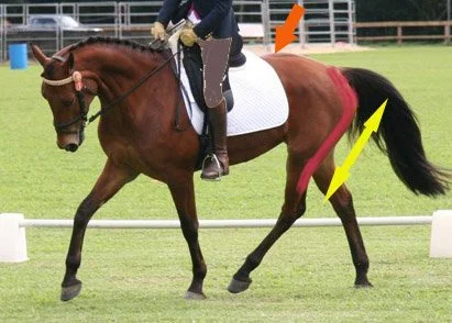 It's never just tight hamstrings — The Functional Horse