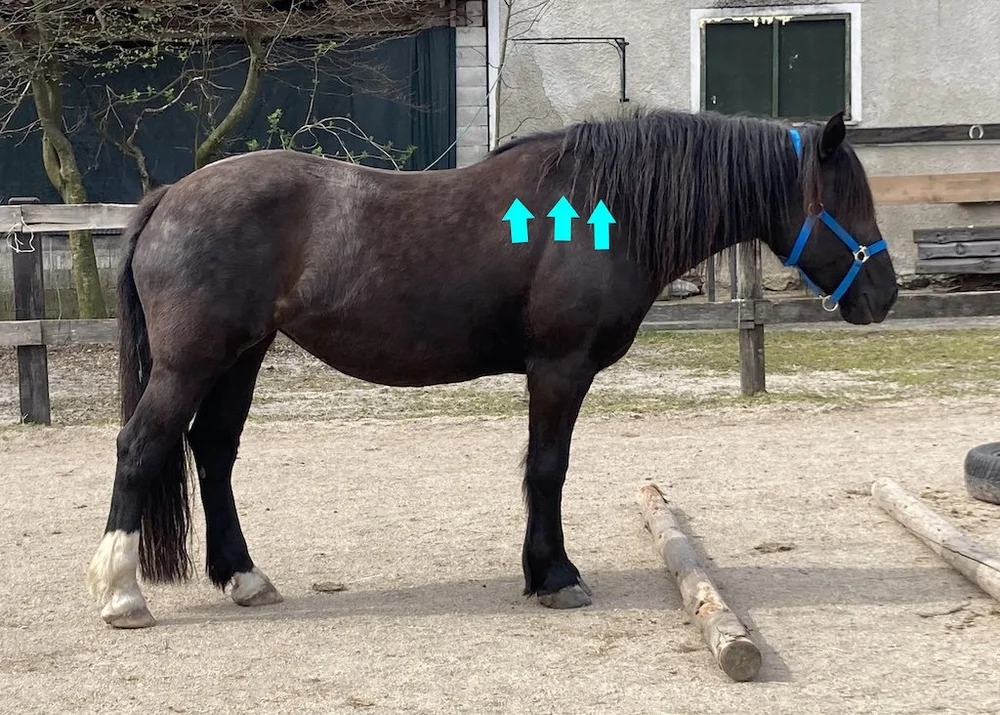 The neutral spine and range of movement — The Functional Horse