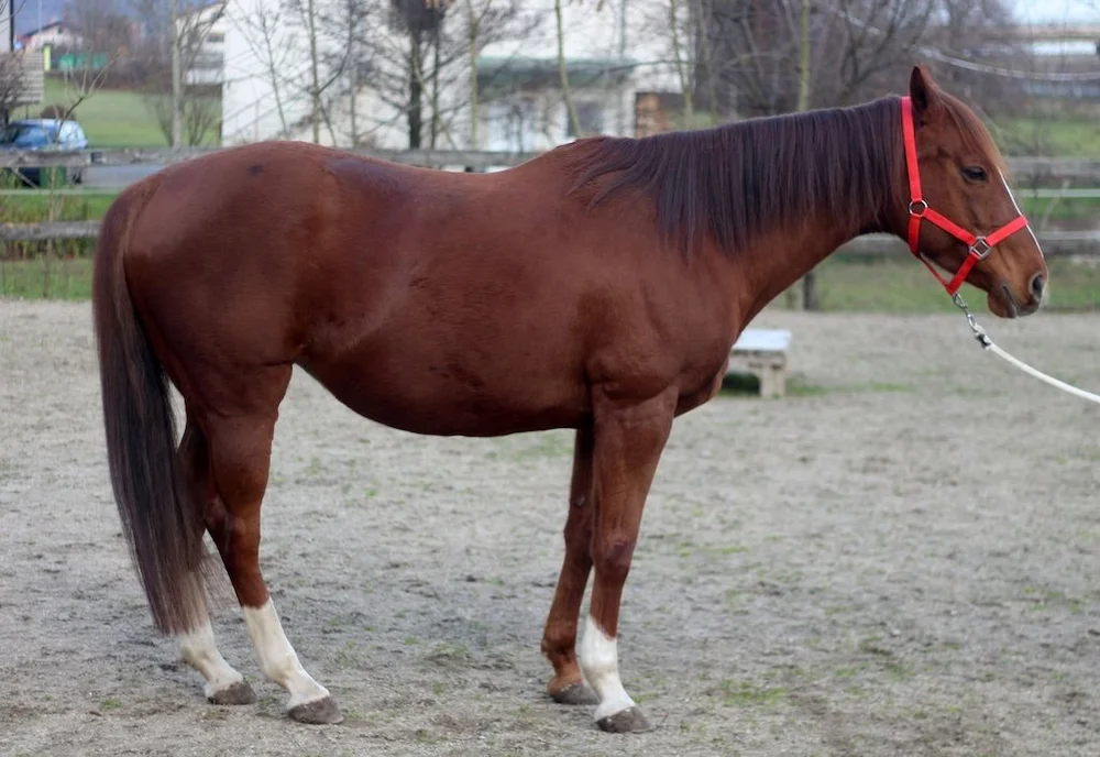 Where do tendon injuries come from? — The Functional Horse