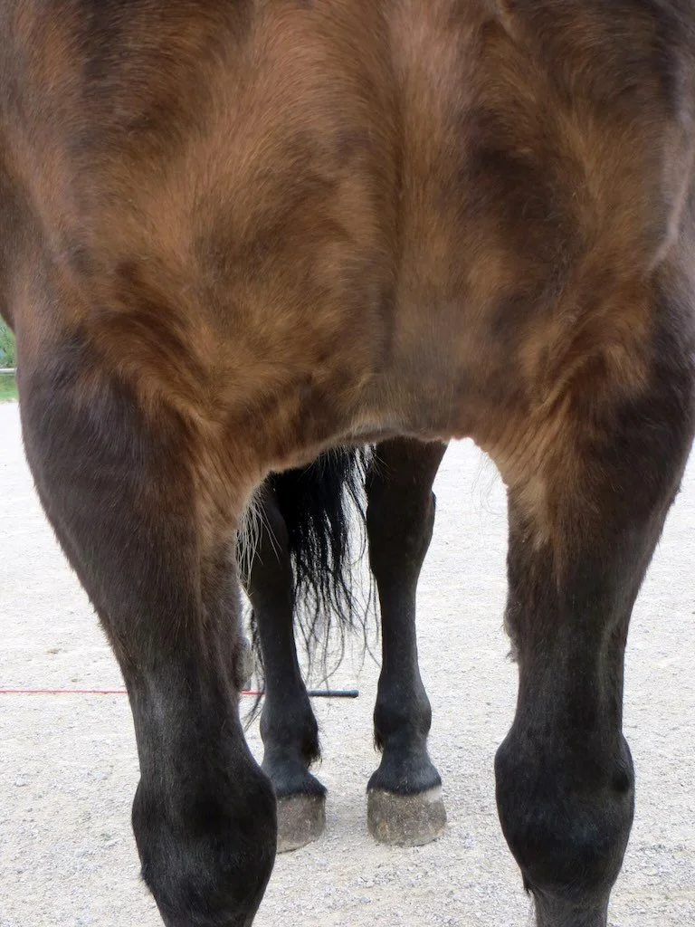 The pecs – more important than you think — The Functional Horse