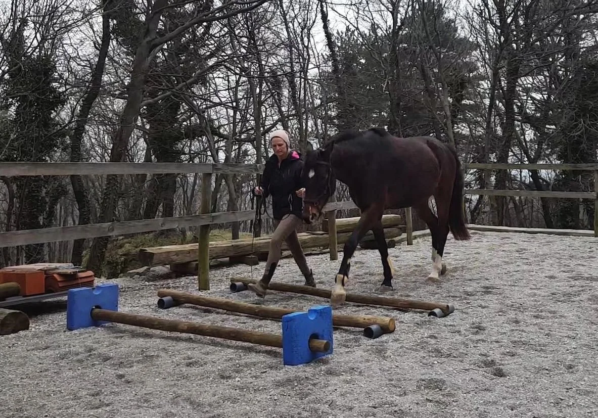 Why cavaletti in walk is pure gold — The Functional Horse