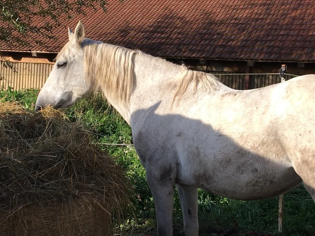 5 ways to improve posture — The Functional Horse