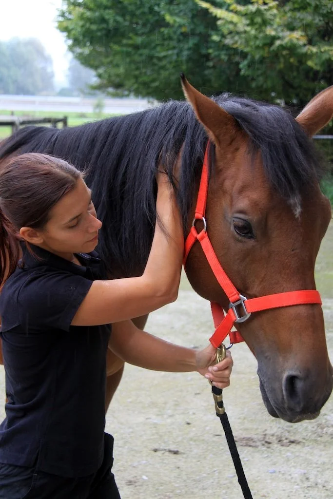 The poll – form and function — The Functional Horse