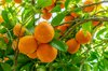 Discover the Five Best Mandarins | Flavor Profiles & Their Uses — Megan K.