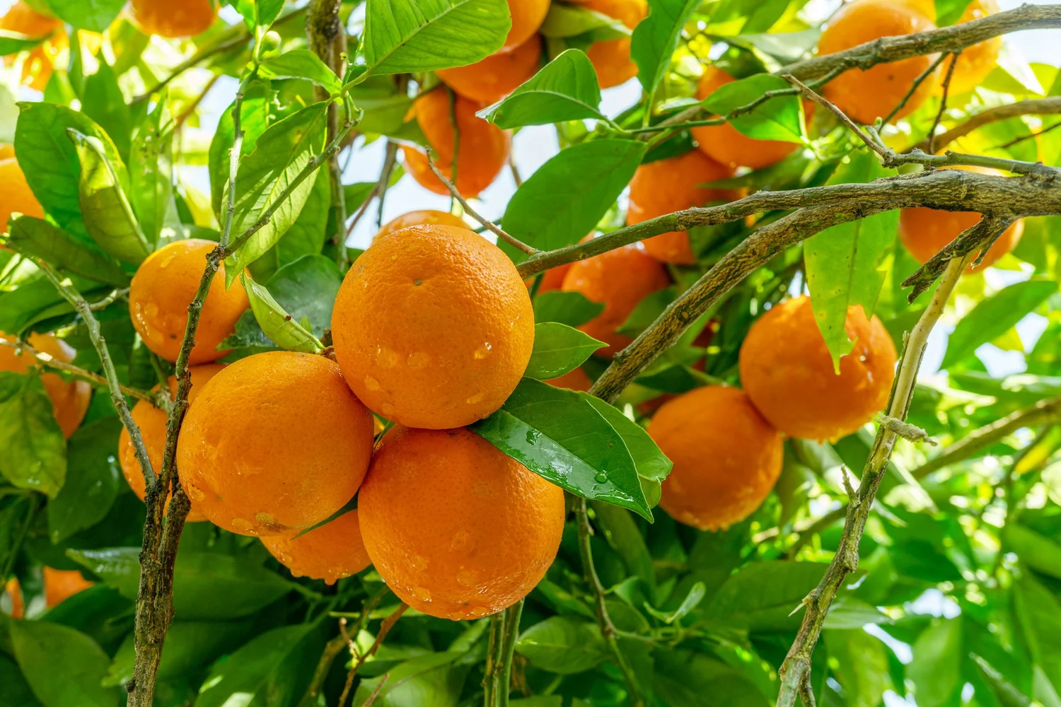 Discover the Five Best Mandarins | Flavor Profiles & Their Uses — Megan K.
