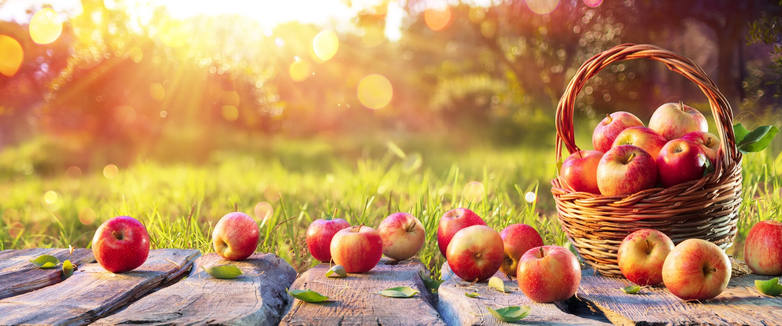Apple Season | A Celebration of Fall’s Harvest — Megan K.