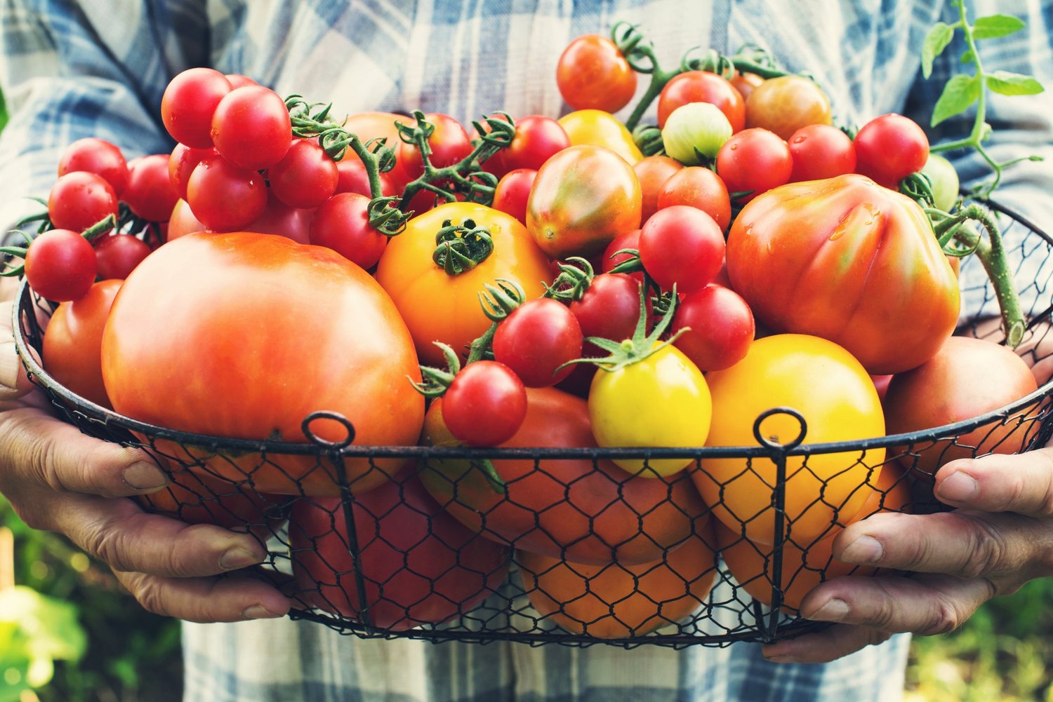 Tomato Season | A Bounty of Flavor — Megan K.
