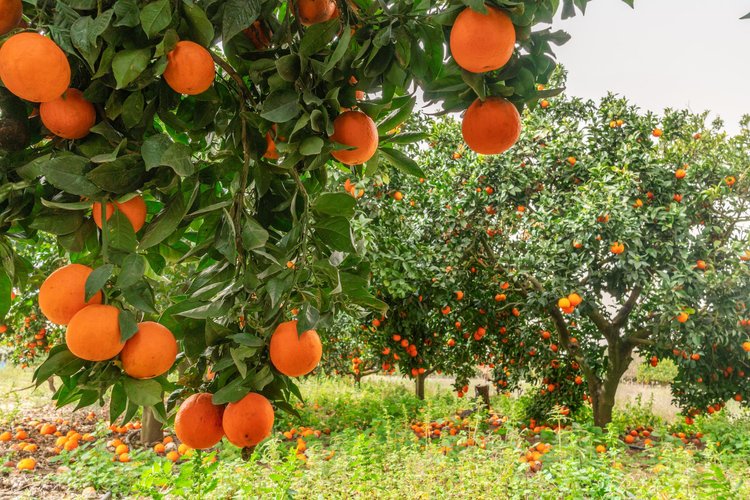 Discover the Five Best Mandarins | Flavor Profiles & Their Uses — Megan K.