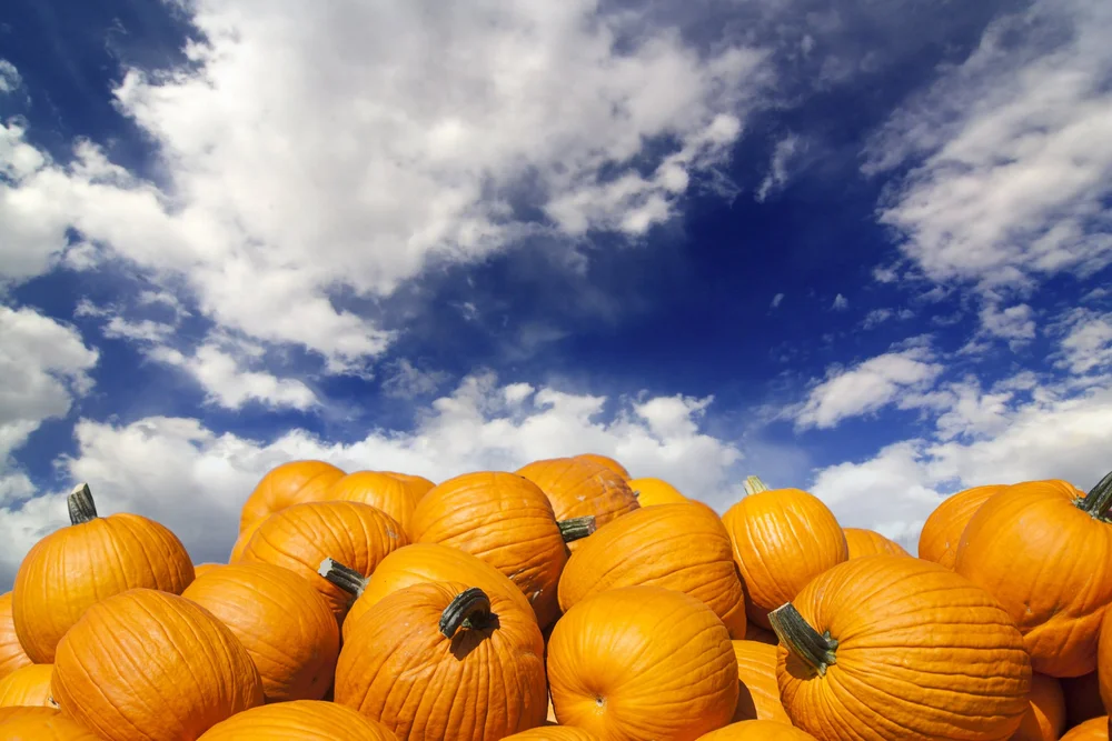 Your Guide to Composting Pumpkins — Megan K.