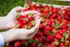 Everything You Need to Know About Strawberry Season | Sweet, Juicy ...