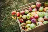 Apple Season | A Celebration of Fall’s Harvest — Megan K.