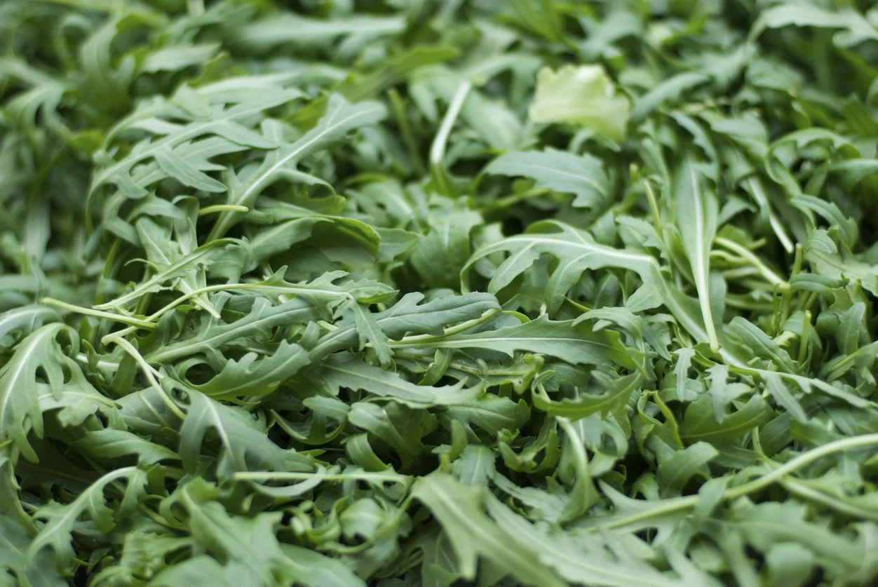 A Fresh Guide to Salad Greens | Endive, Radicchio, Butter Lettuce ...