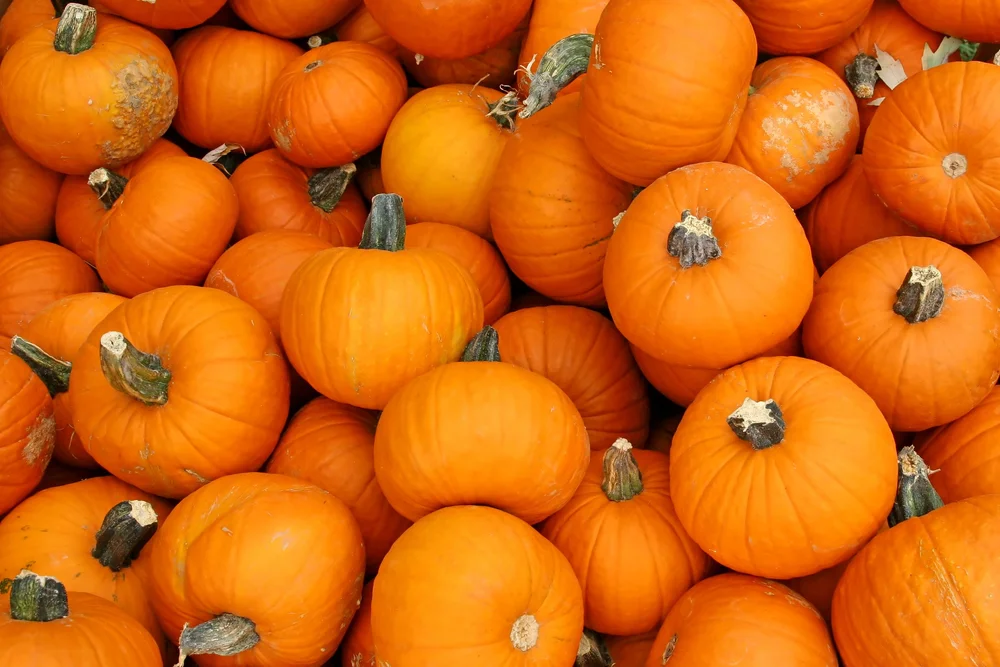 Pumpkin Varieties & Their Many Uses — Megan K.