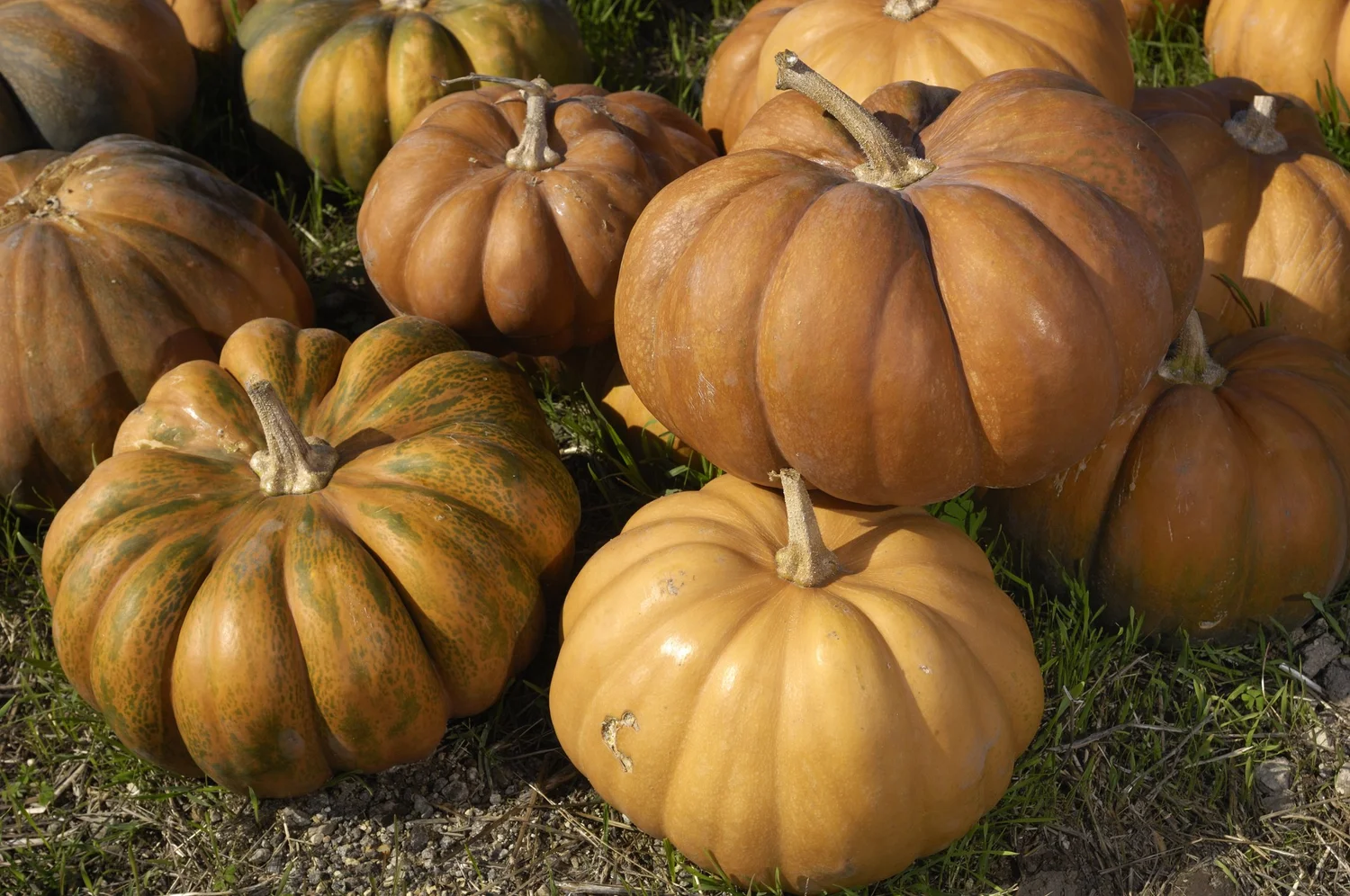 Pumpkin Varieties & Their Many Uses — Megan K.