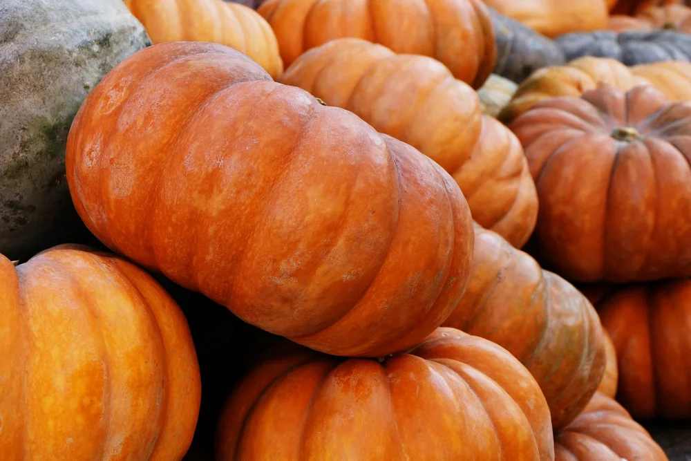 Pumpkin Varieties & Their Many Uses — Megan K.
