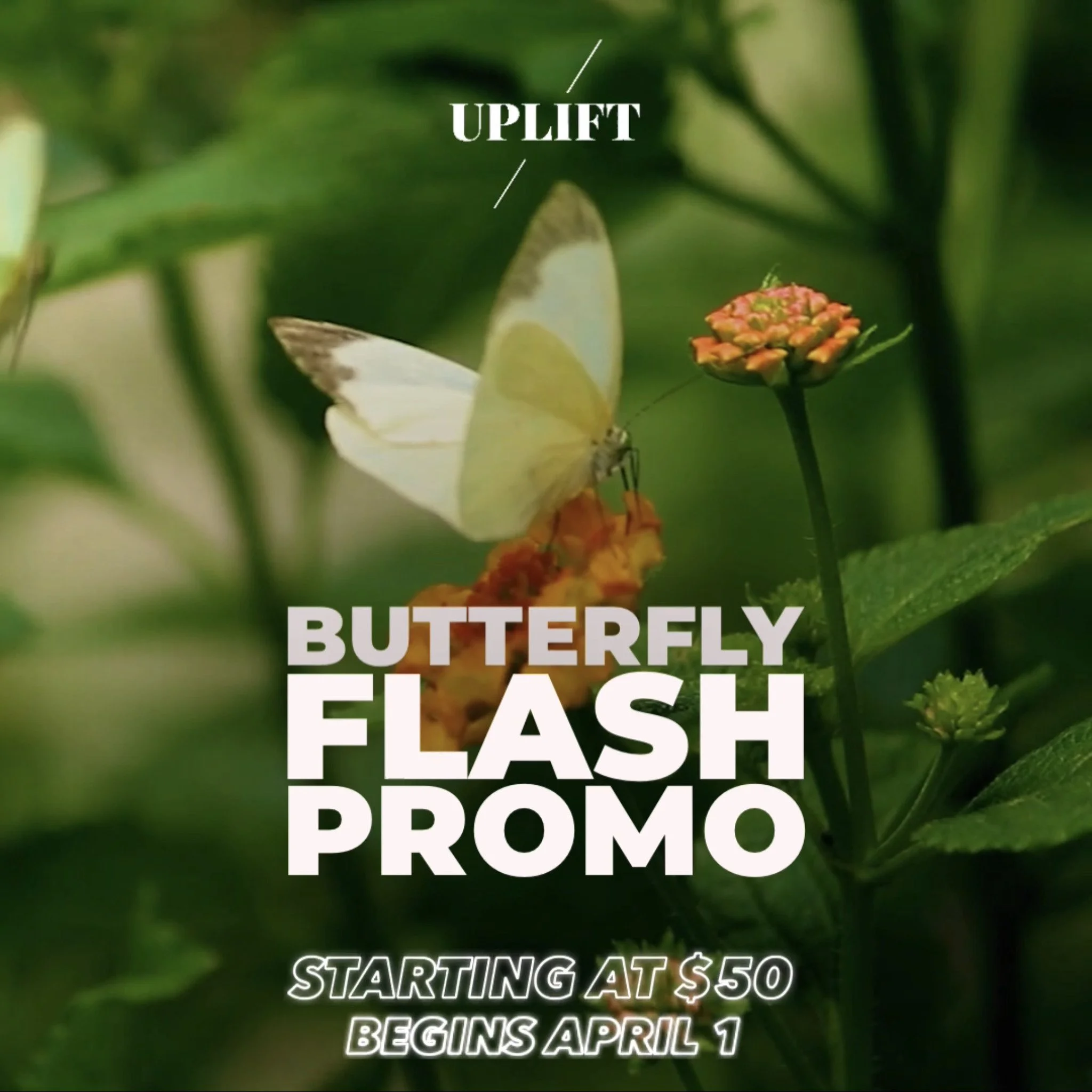 BUTTERFLY FLASH TATTOO — UPLIFT TATTOO & PIERCING