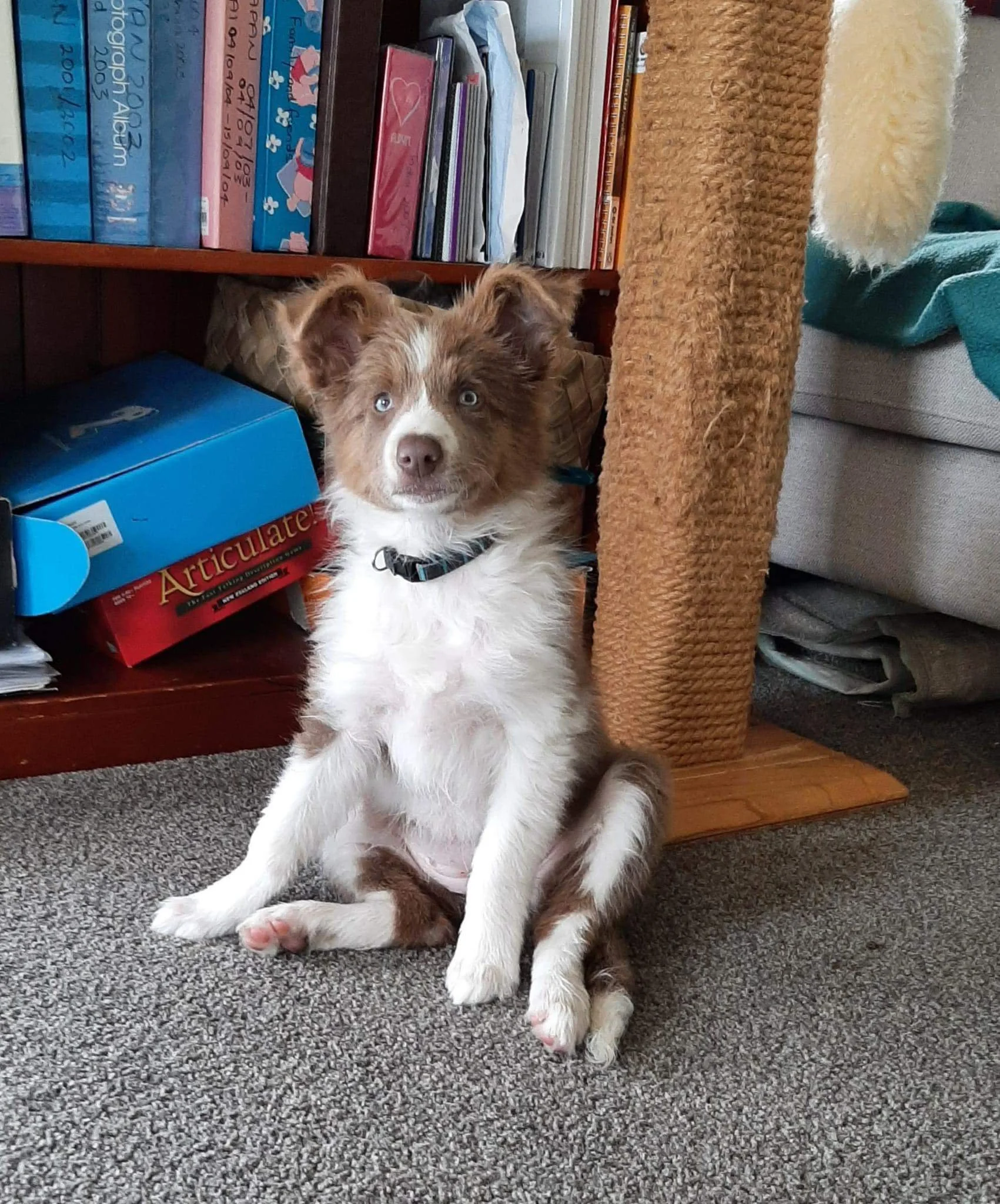 About - Collie Cuts, Dog Grooming Salon, Taupo, New Zealand — Collie ...