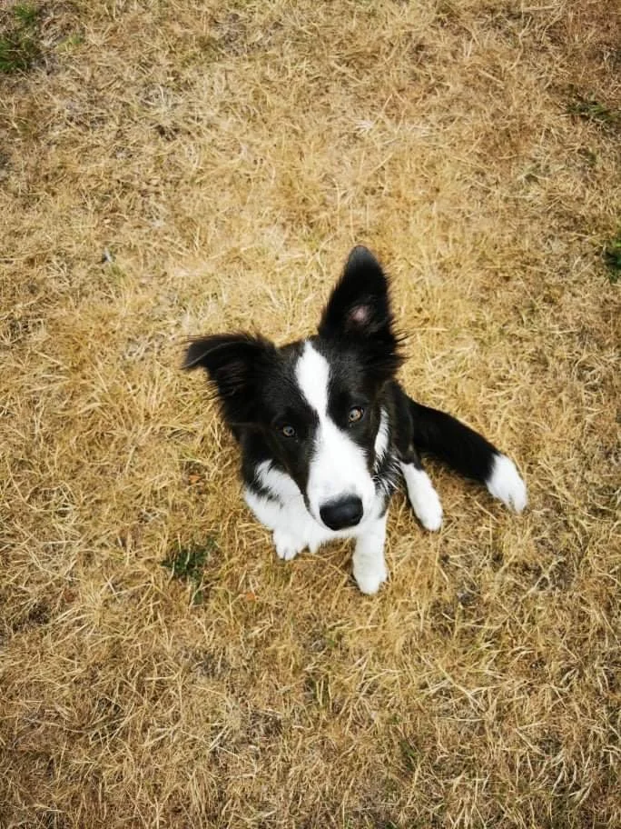 About - Collie Cuts, Dog Grooming Salon, Taupo, New Zealand — Collie ...