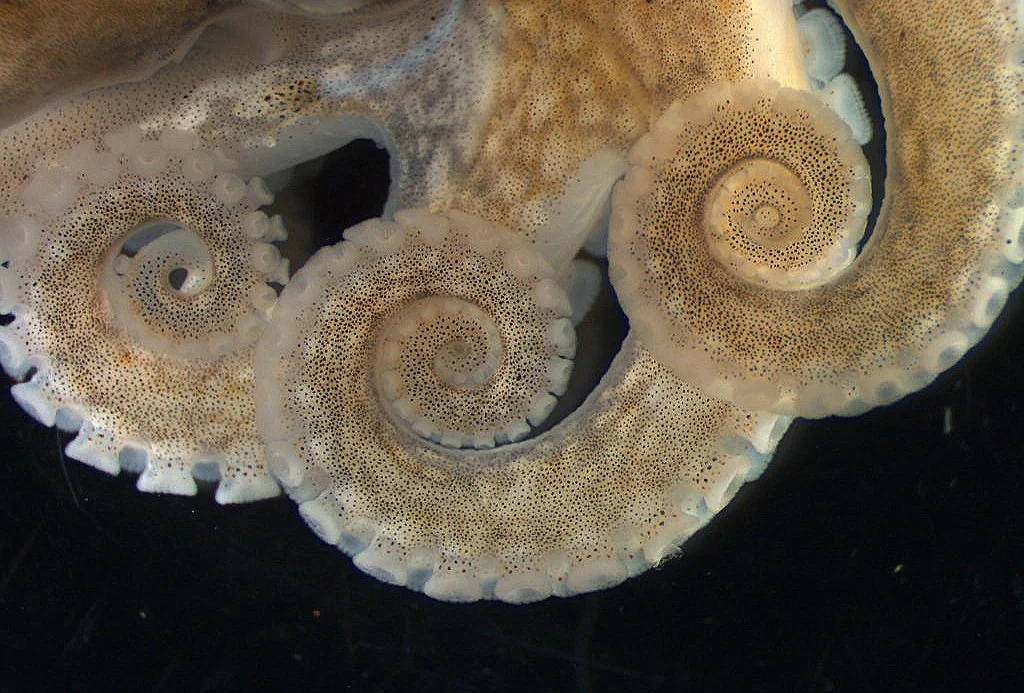 About 1 — MARIS Lab